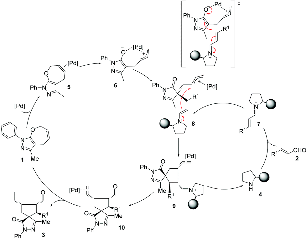 Synergistic formal ring contraction for the enantioselective synthesis ...
