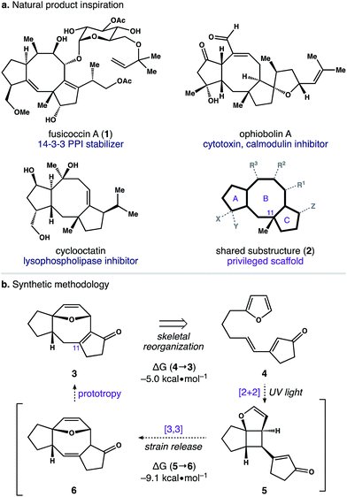 Modular access to functionalized 5–8–5 fused ring systems via a ...