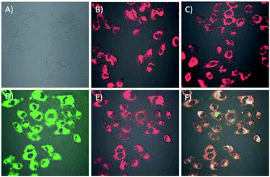 Protein scaffolded DNA tetrads enable efficient delivery and ...