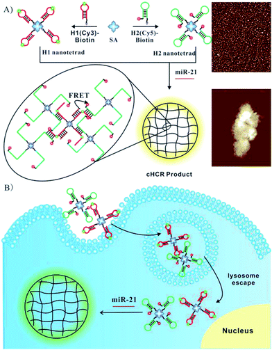 Protein scaffolded DNA tetrads enable efficient delivery and ...