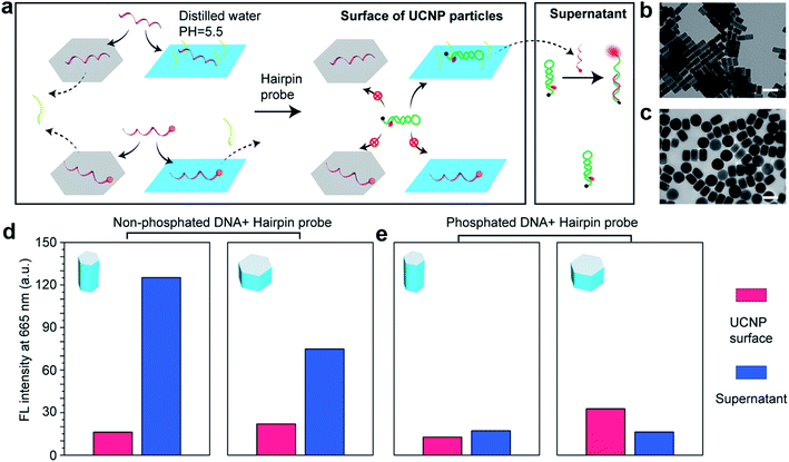 Anisotropic functionalization of upconversion nanoparticles - Chemical ...