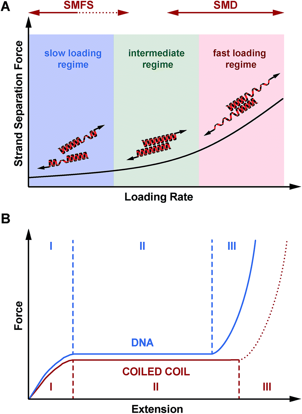 Molecular mechanics of coiled coils loaded in the shear geometry ...