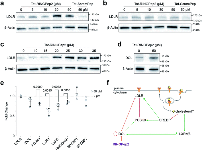 Inhibition of low-density lipoprotein receptor degradation with a cyclic peptide that disrupts ...