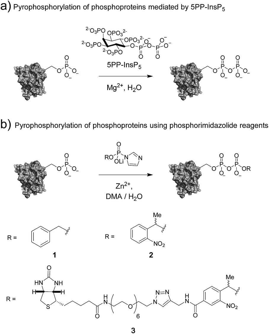 Pyrophosphorylation via selective phosphoprotein derivatization ...