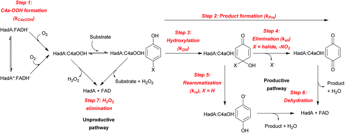Oxidative dehalogenation and denitration by a flavin-dependent ...