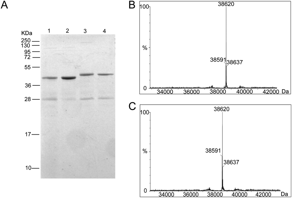 Activity-based ubiquitin-protein probes reveal target protein ...