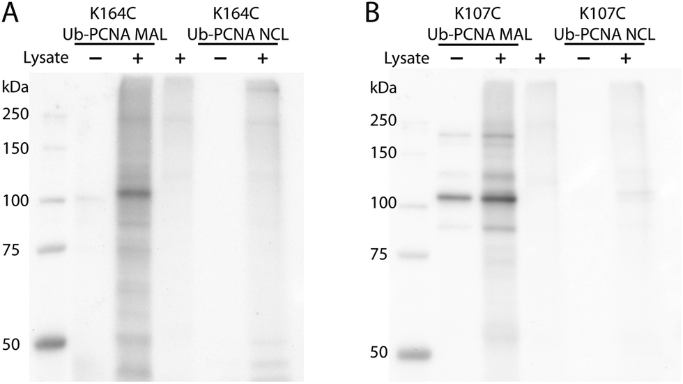 Activity-based ubiquitin-protein probes reveal target protein ...