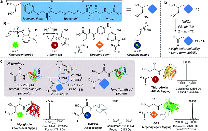 Site-selective C–C modification of proteins at neutral pH using ...