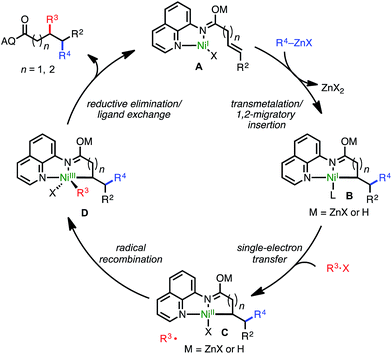 Directed nickel-catalyzed 1,2-dialkylation of alkenyl carbonyl ...