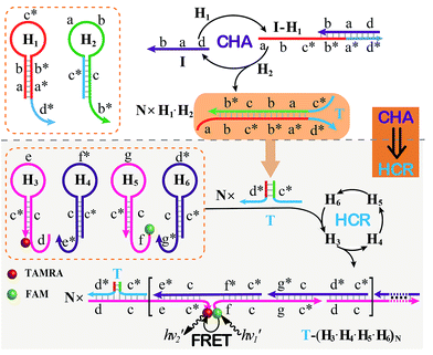 Construction of an enzyme-free concatenated DNA circuit for signal ...