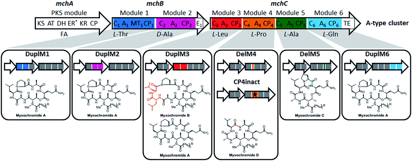 Synthetic biology approaches and combinatorial biosynthesis towards ...