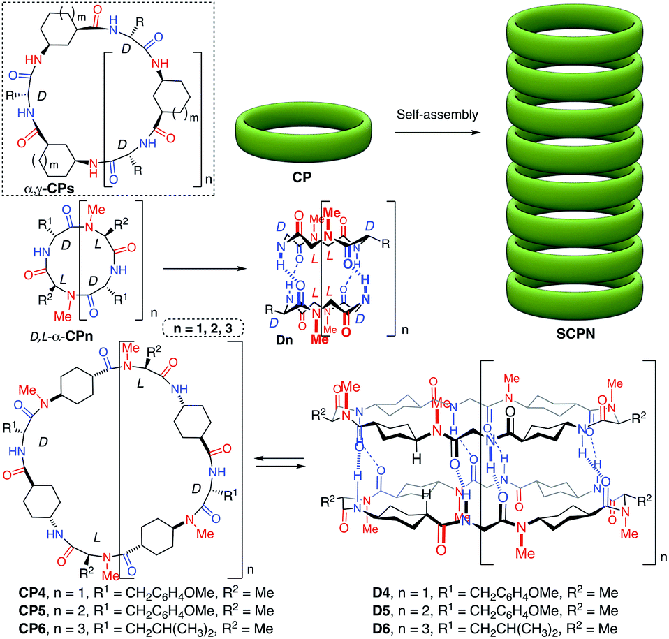New self-assembling peptide nanotubes of large diameter using δ-amino ...