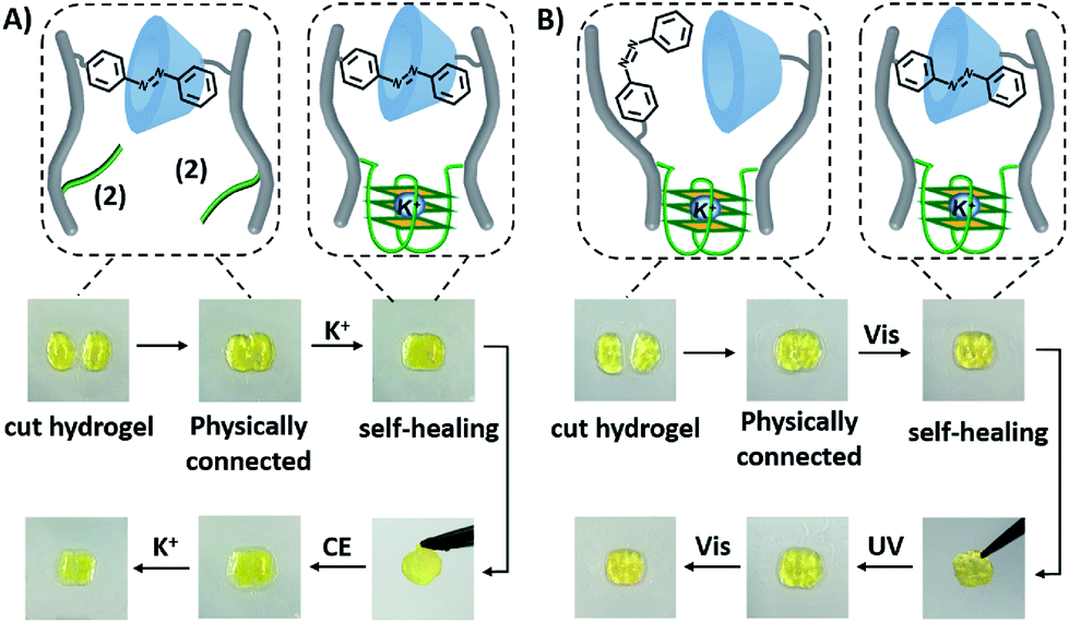 Shape-memory and self-healing functions of DNA-based carboxymethyl cellulose hydrogels driven by ...