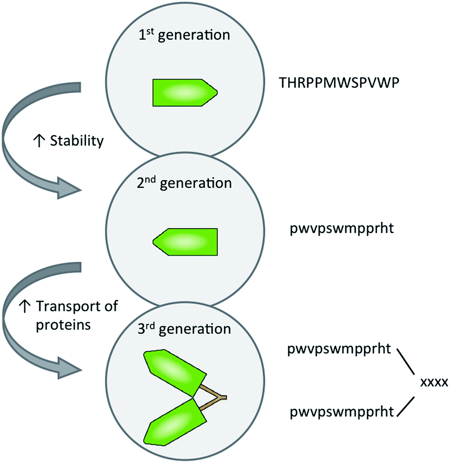 Branched BBB-shuttle peptides: chemoselective modification of proteins ...