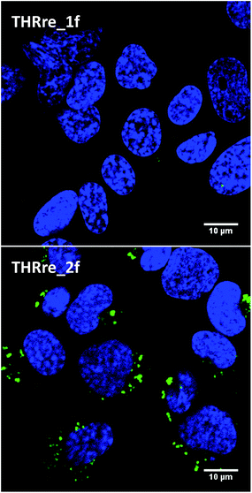 Branched BBB-shuttle peptides: chemoselective modification of proteins ...
