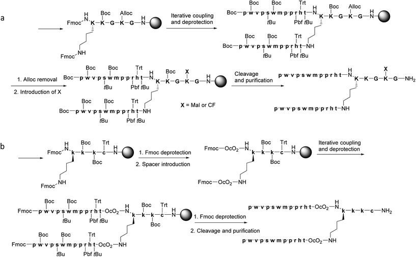Branched BBB-shuttle peptides: chemoselective modification of proteins ...