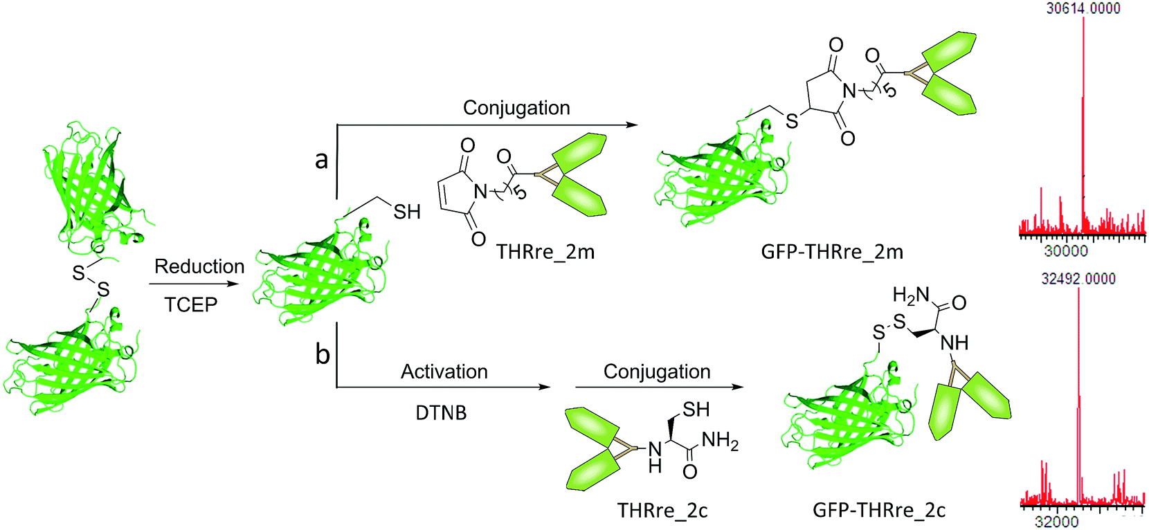 Branched BBB-shuttle peptides: chemoselective modification of proteins ...