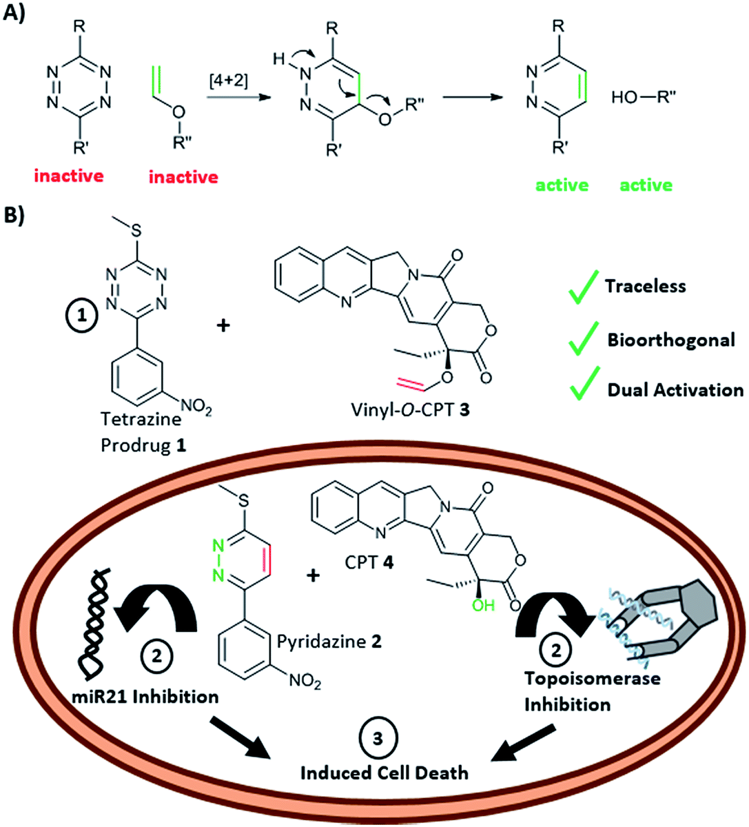 Tetrazine-mediated bioorthogonal prodrug–prodrug activation - Chemical Science (RSC Publishing ...