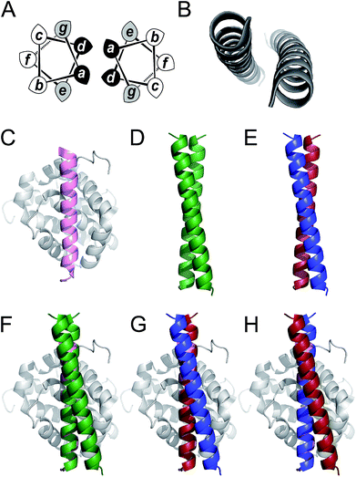 De novo coiled-coil peptides as scaffolds for disrupting protein ...