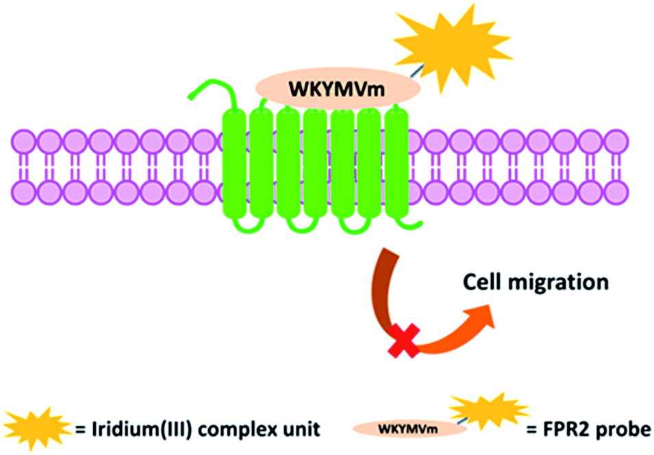 A long-lived peptide-conjugated iridium( iii ) complex as a luminescent ...