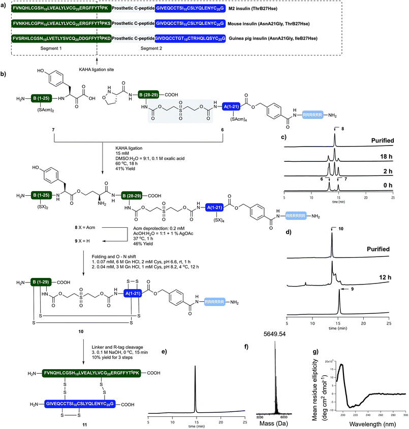 Facile folding of insulin variants bearing a prosthetic C-peptide ...