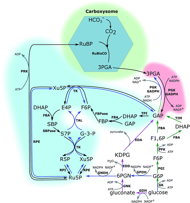 Engineering photoautotrophic carbon fixation for enhanced growth and ...