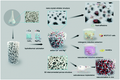 Biodegradable macroporous scaffold with nano-crystal surface ...