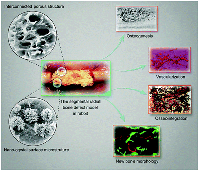 Osteogenesis, vascularization and osseointegration of a bioactive ...