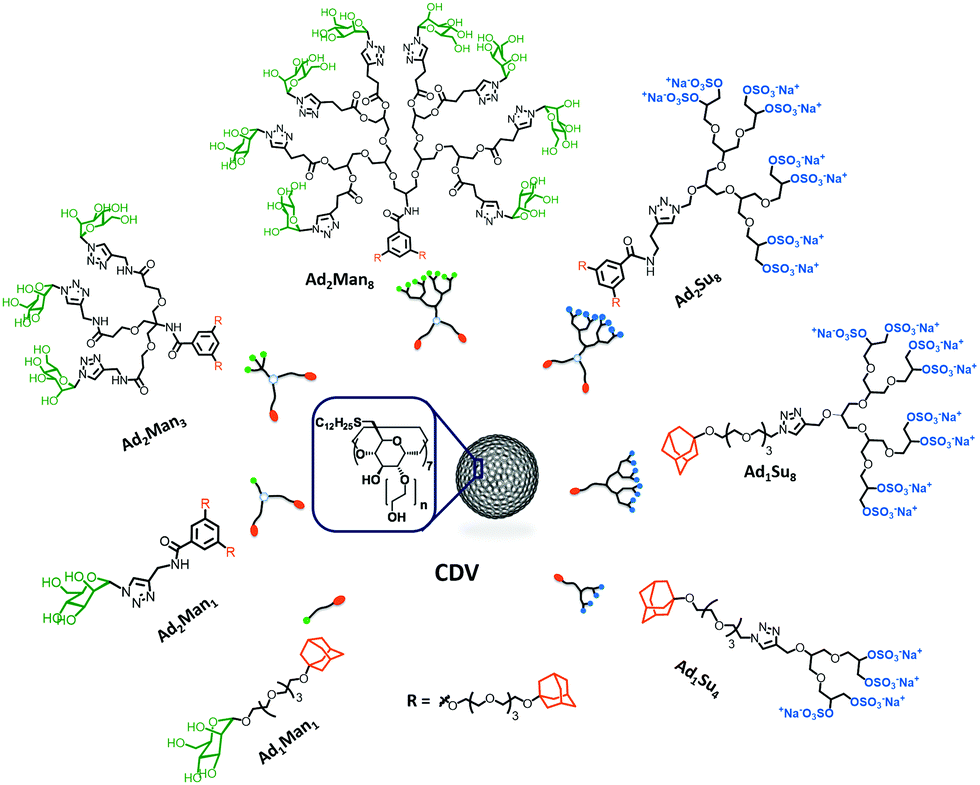 A toolbox approach for multivalent presentation of ligand–receptor ...