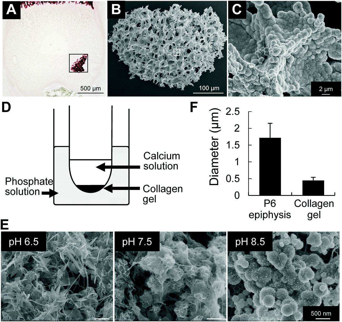Rapid bioinspired mineralization using cell membrane nanofragments and ...
