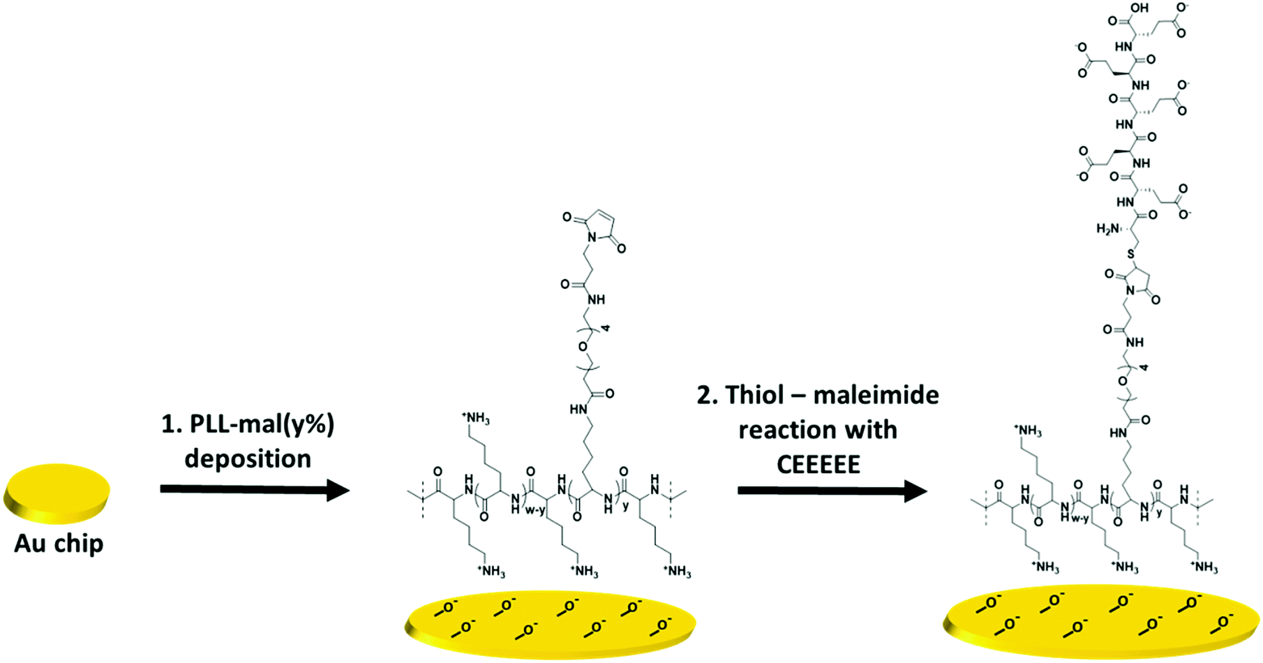 Low-fouling, mixed-charge poly- l -lysine polymers with anionic ...