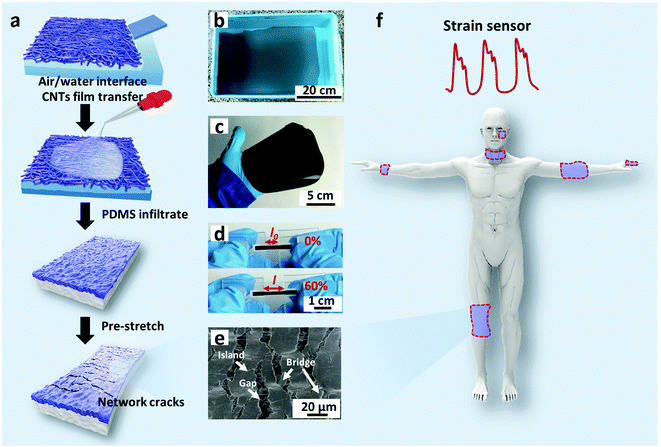 Network cracks-based wearable strain sensors for subtle and large ...