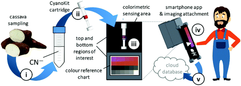 Quantifying cyanide in water and foodstuff using corrin-based CyanoKit ...