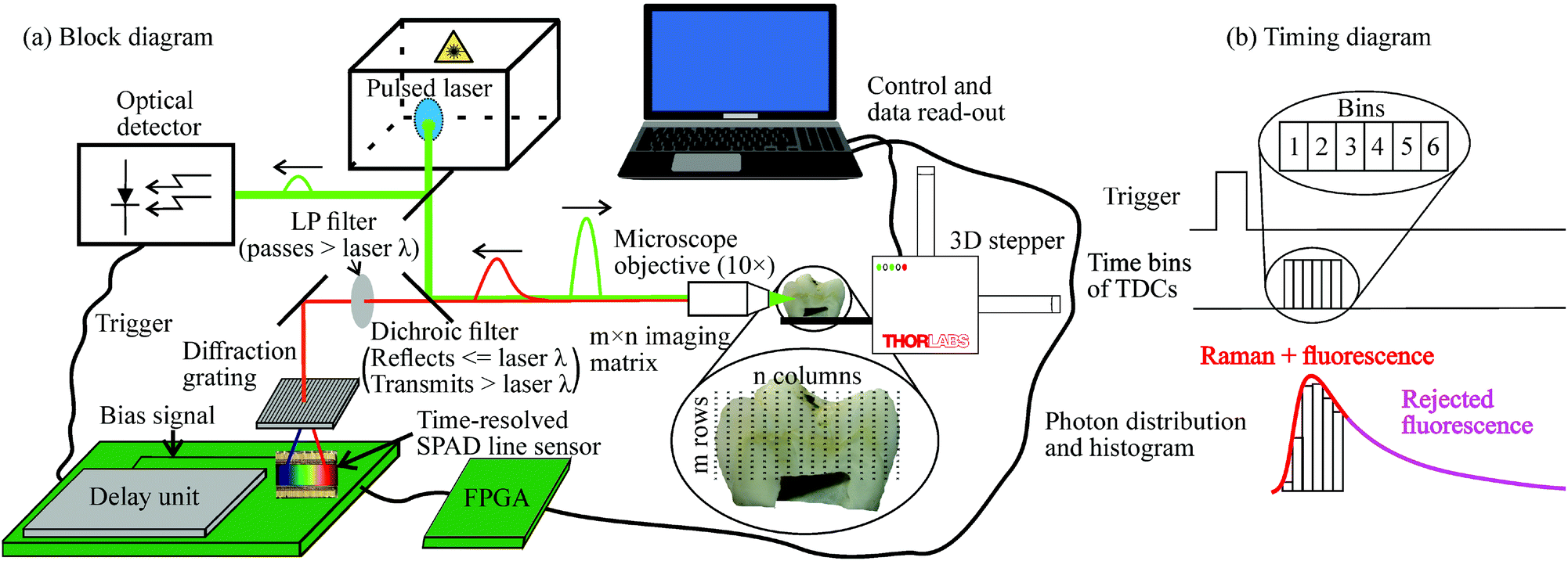 Chemical imaging of human teeth by a time-resolved Raman spectrometer ...