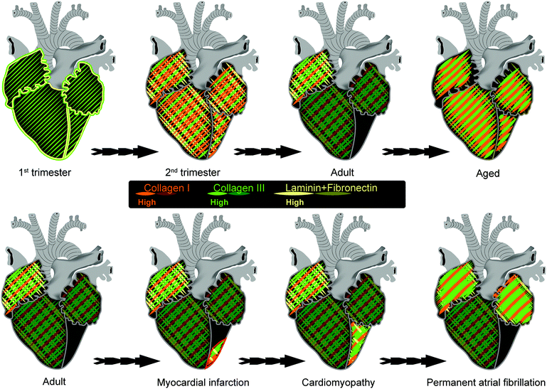 Native cardiac environment and its impact on engineering cardiac tissue ...