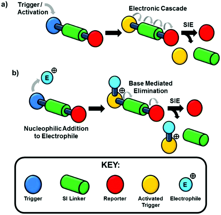 Self-immolative systems for the disclosure of reactive electrophilic ...