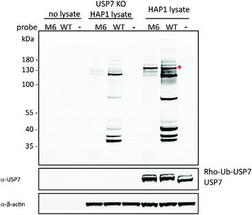 USP7: combining tools towards selectivity - Chemical Communications ...