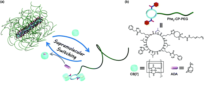 Supramolecular switching of the self-assembly of cyclic peptide–polymer ...