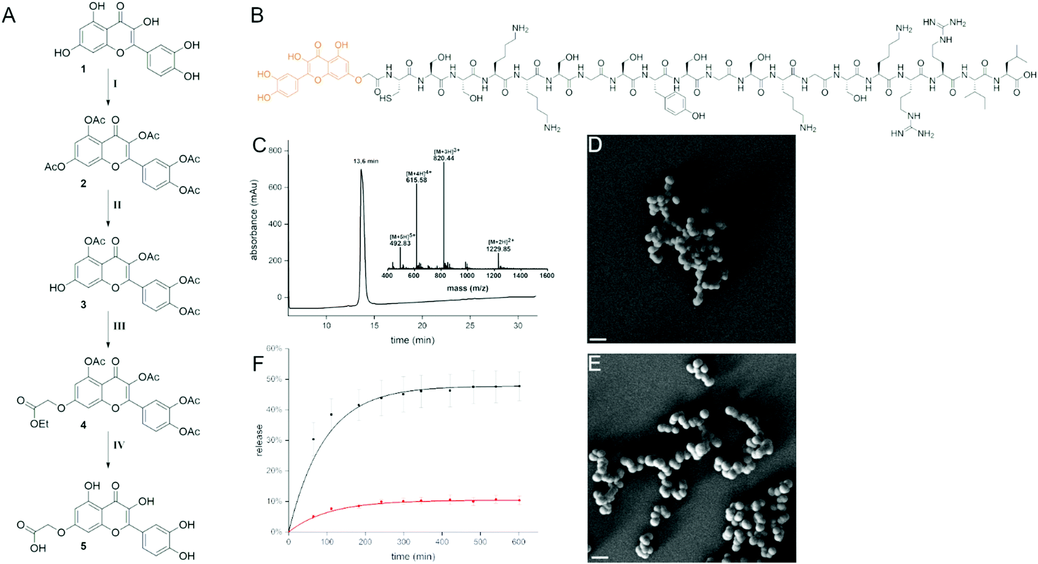 Silica particles with a quercetin–R5 peptide conjugate are taken up ...