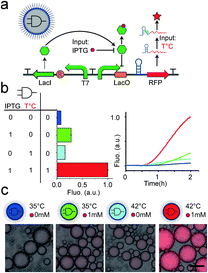 Temperature-sensitive protein expression in protocells - Chemical ...