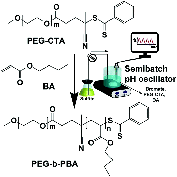 Evolving polymersomes autonomously generated in and regulated by a ...