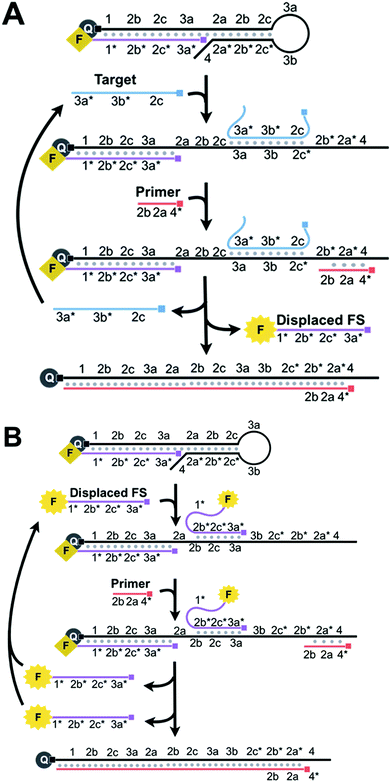 Beacon-mediated exponential amplification reaction (BEAR) using a ...