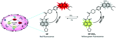 Development of a unique reversible fluorescent probe for tracking ...