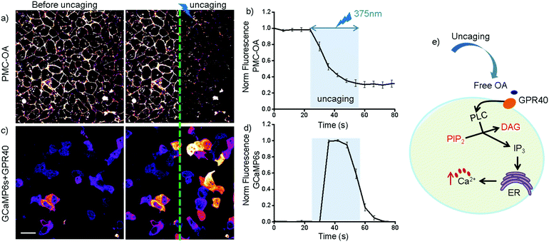 Nitrobenzyl-based fluorescent photocages for spatial and temporal control of signalling lipids ...