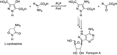 PMP–diketopiperazine adducts form at the active site of a PLP dependent ...
