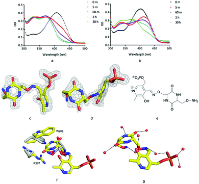 PMP–diketopiperazine adducts form at the active site of a PLP dependent ...