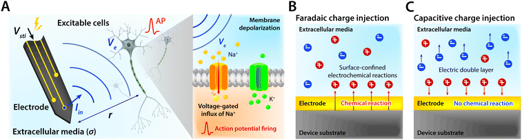 Hydrogel bioelectronics - Chemical Society Reviews (RSC Publishing) DOI ...