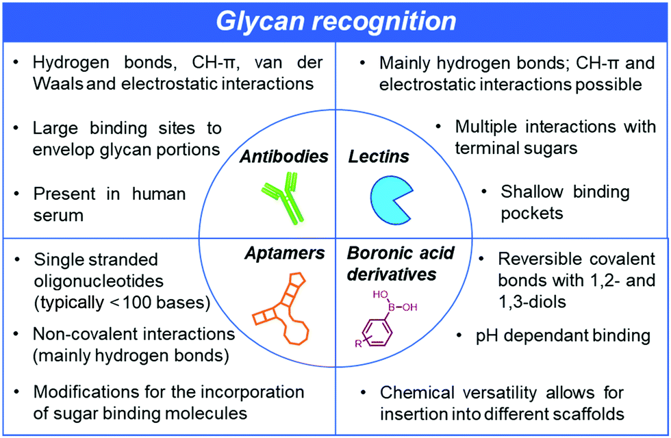The challenges of glycan recognition with natural and artificial ...