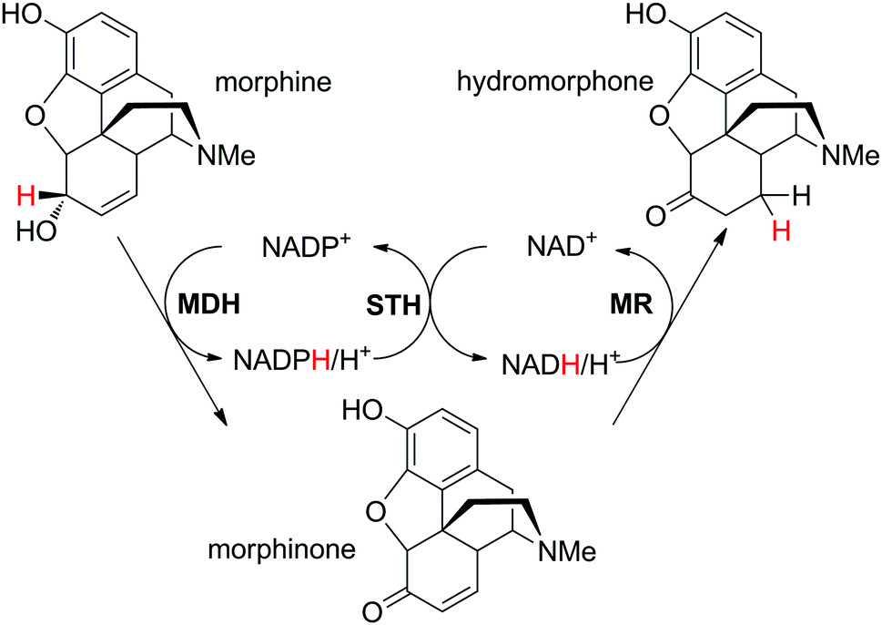Enzymatic self-sufficient hydride transfer processes - Chemical Society ...