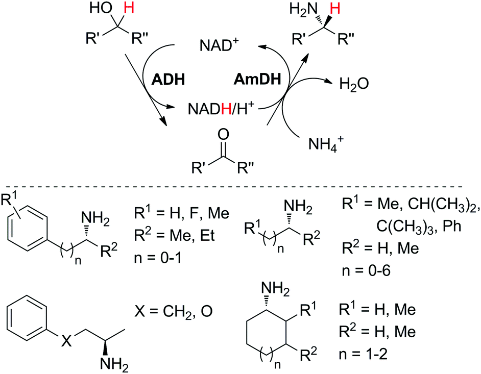 Enzymatic self-sufficient hydride transfer processes - Chemical Society ...
